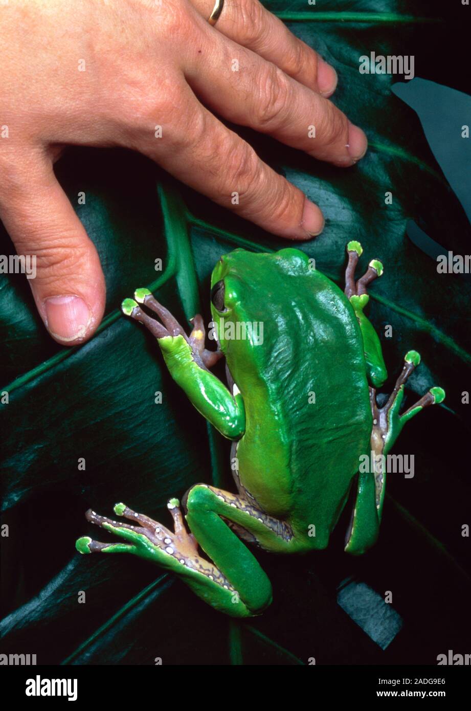 Tree frog research. Human hand next to a tree frog (Phyllomedusa ...