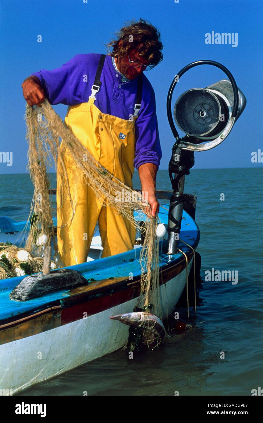 Tagging sturgeon. Male biologist holding a common Atlantic sturgeon ...