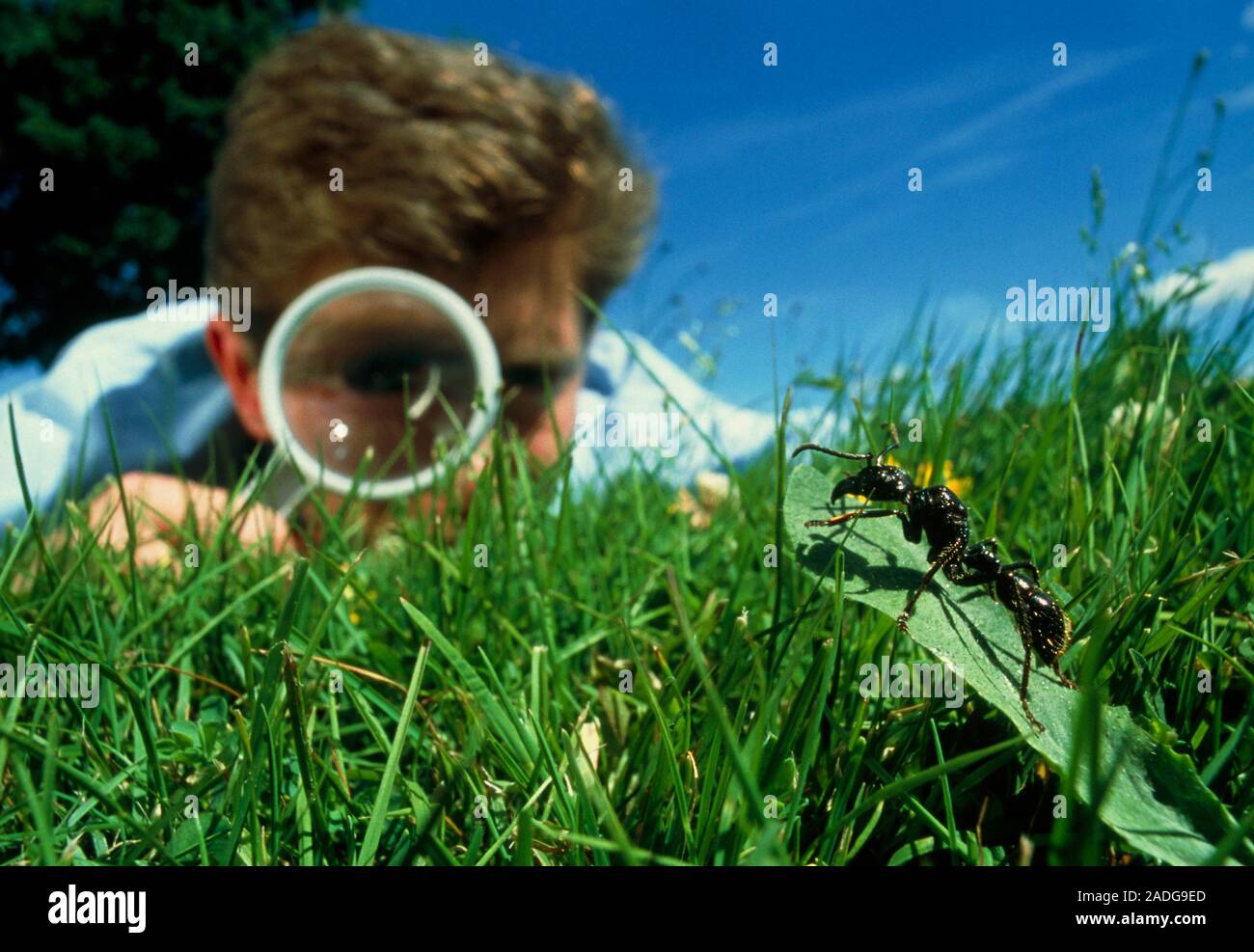 Ant research. Male biologist studying an ant (family Formicidae) on a ...
