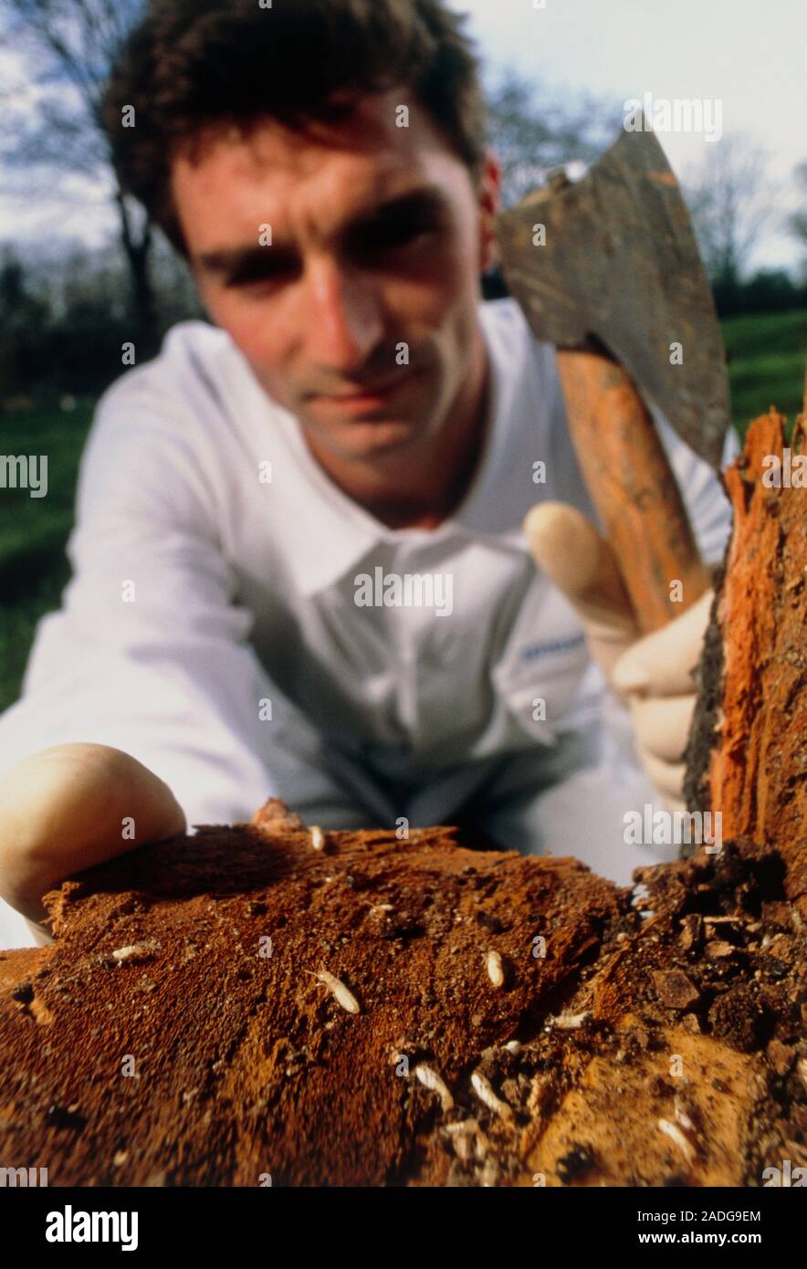 Termite research. Male researcher studying termites (order Isoptera ...