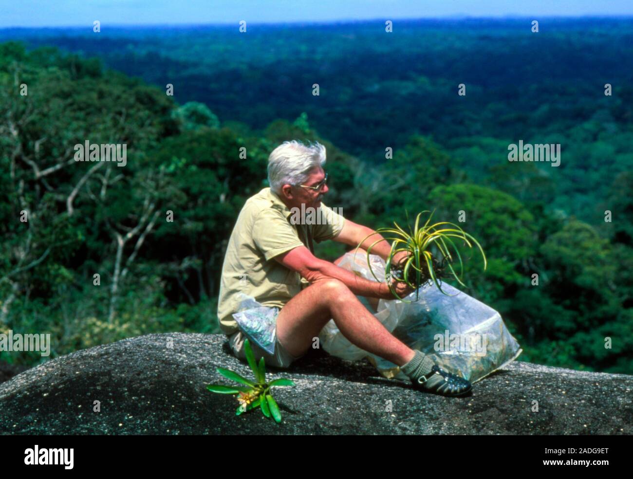 Plant collecting. Male biologist examining a bromeliad plant Pitcairnia ...