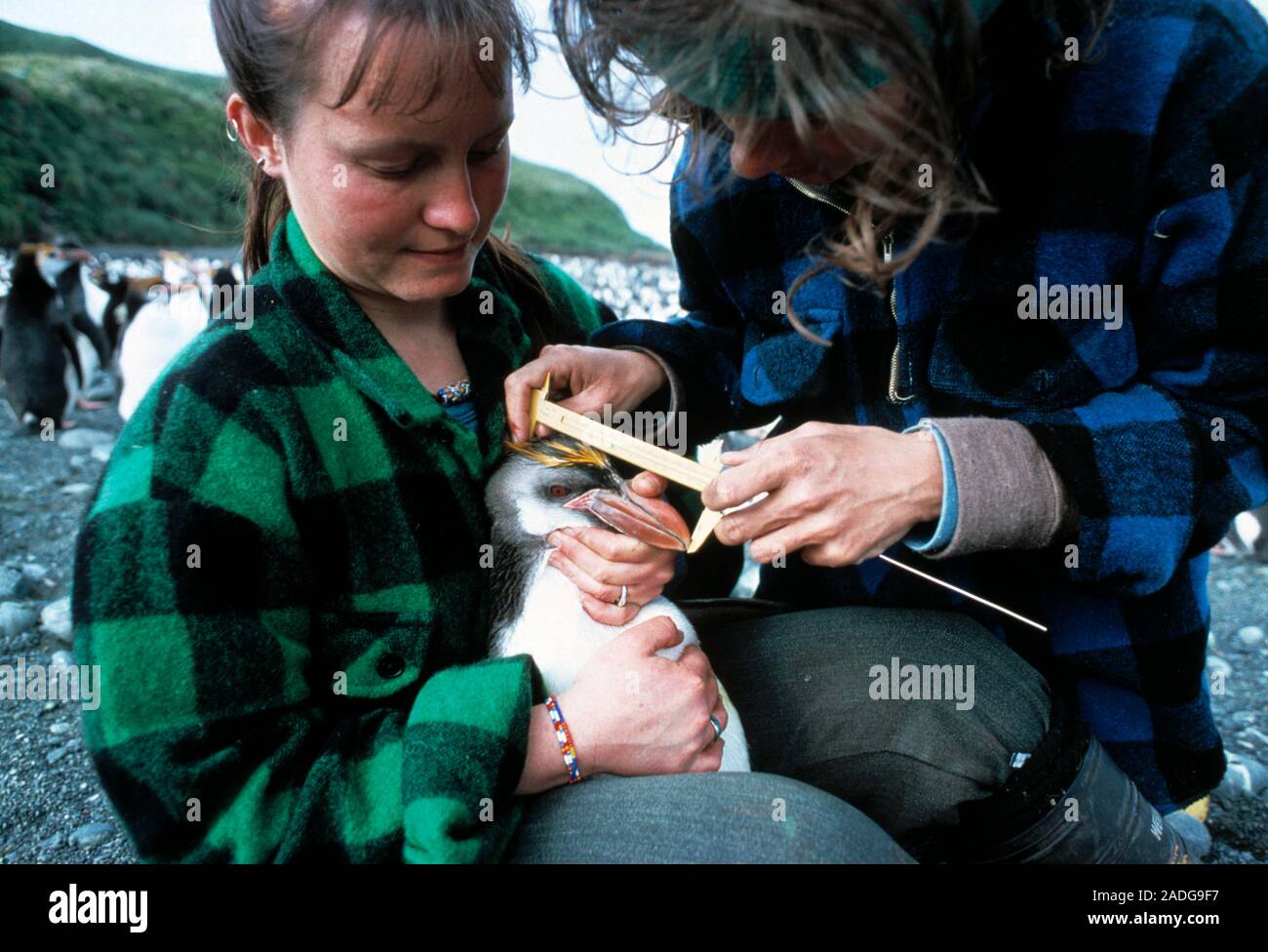 Penguin research. Biologists measuring the head length of a royal ...