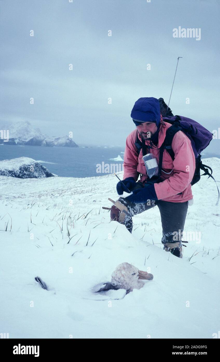 Giant petrel. Researcher noting the incubation pattern of a giant ...