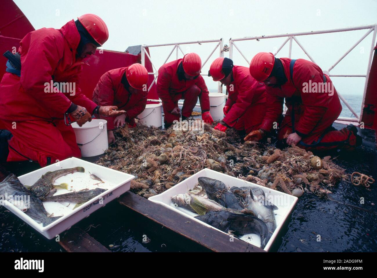 Sea life research. Crew members on a scientific research ship sorting ...