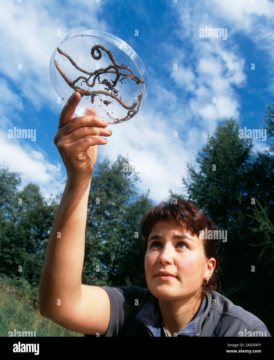 Earthworms (Lumbricus terrestris) in a petri dish being studied by ...