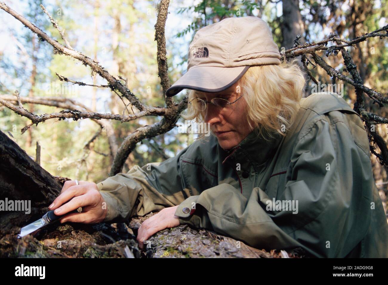 Biological survey. Field worker doing a survey of flora in a woodland ...