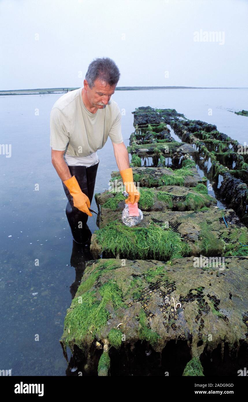 Sampling oysters. Researcher taking samples of oysters to test for the ...