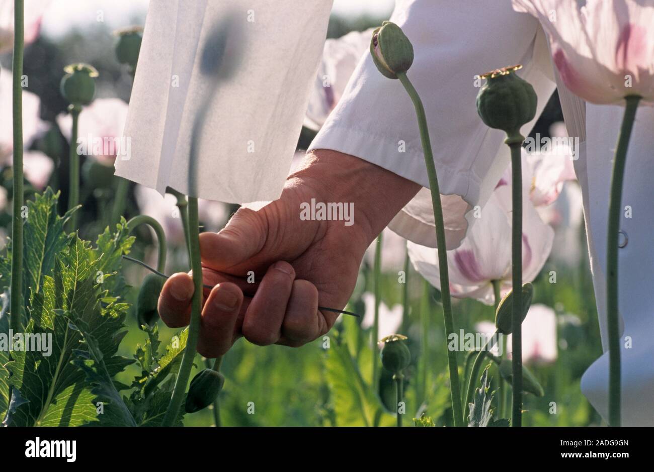Researcher in a field of opium poppies, placing a paper bag over a ...