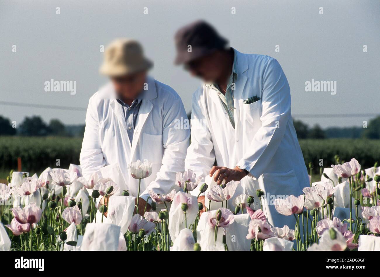 Researchers in a field of opium poppies, placing paper bags over ...