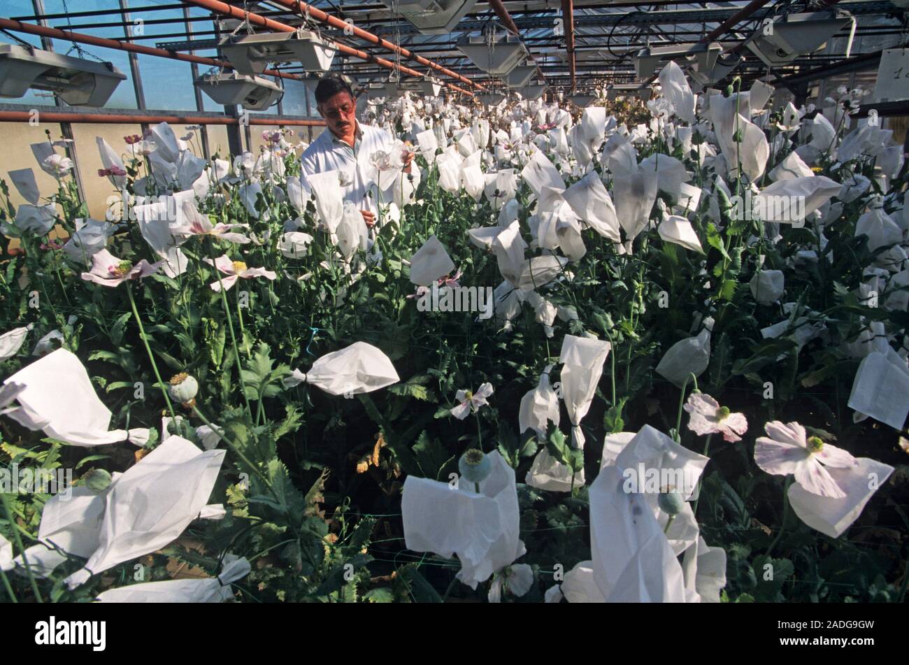 Researcher in a greenhouse of opium poppies, placing a paper bag over a ...