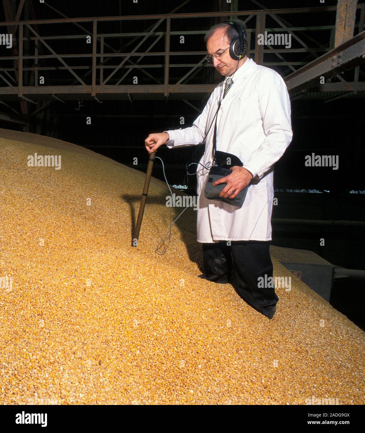 Checking wheat for weevils. Scientist testing stored wheat for signs of ...