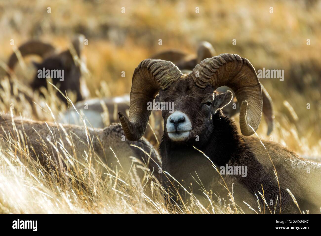 Bighorn sheep from Canada Stock Photo - Alamy