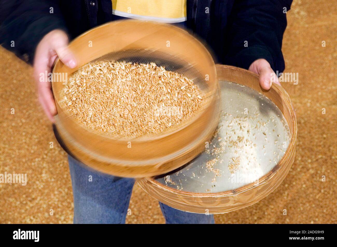 Checking wheat for pests. A man sifting stored grain to detect adult ...
