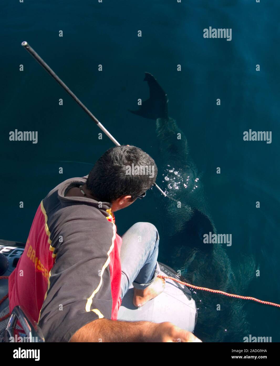 Great White shark research. Researcher tagging an acoustic transmitter ...