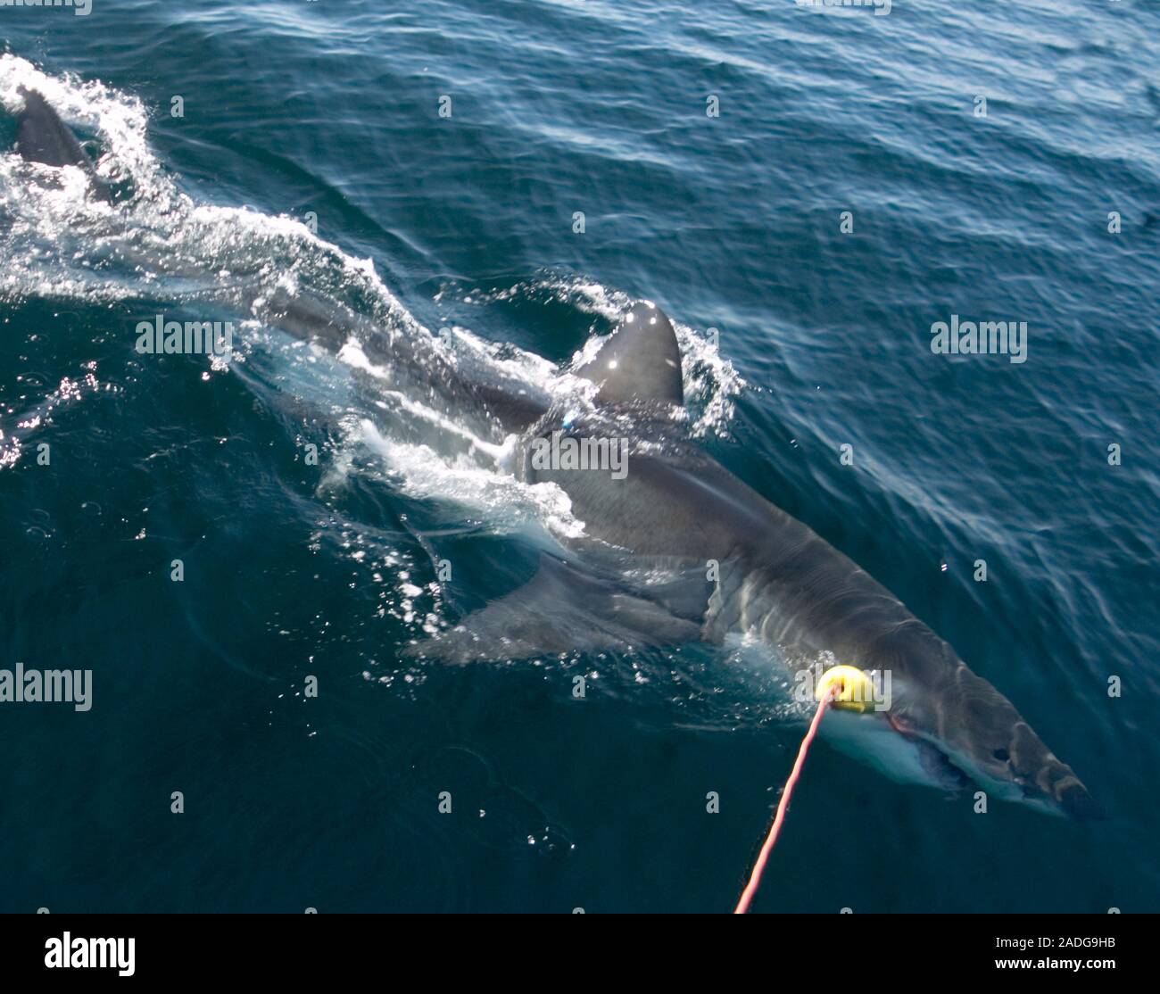 Great White shark research. Great White shark (Carcharodon carcharias) swimming towards a pole ...