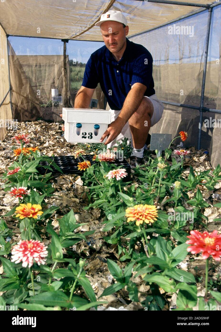 Agricultural research. Entomologist releasing bumble bees into a field ...