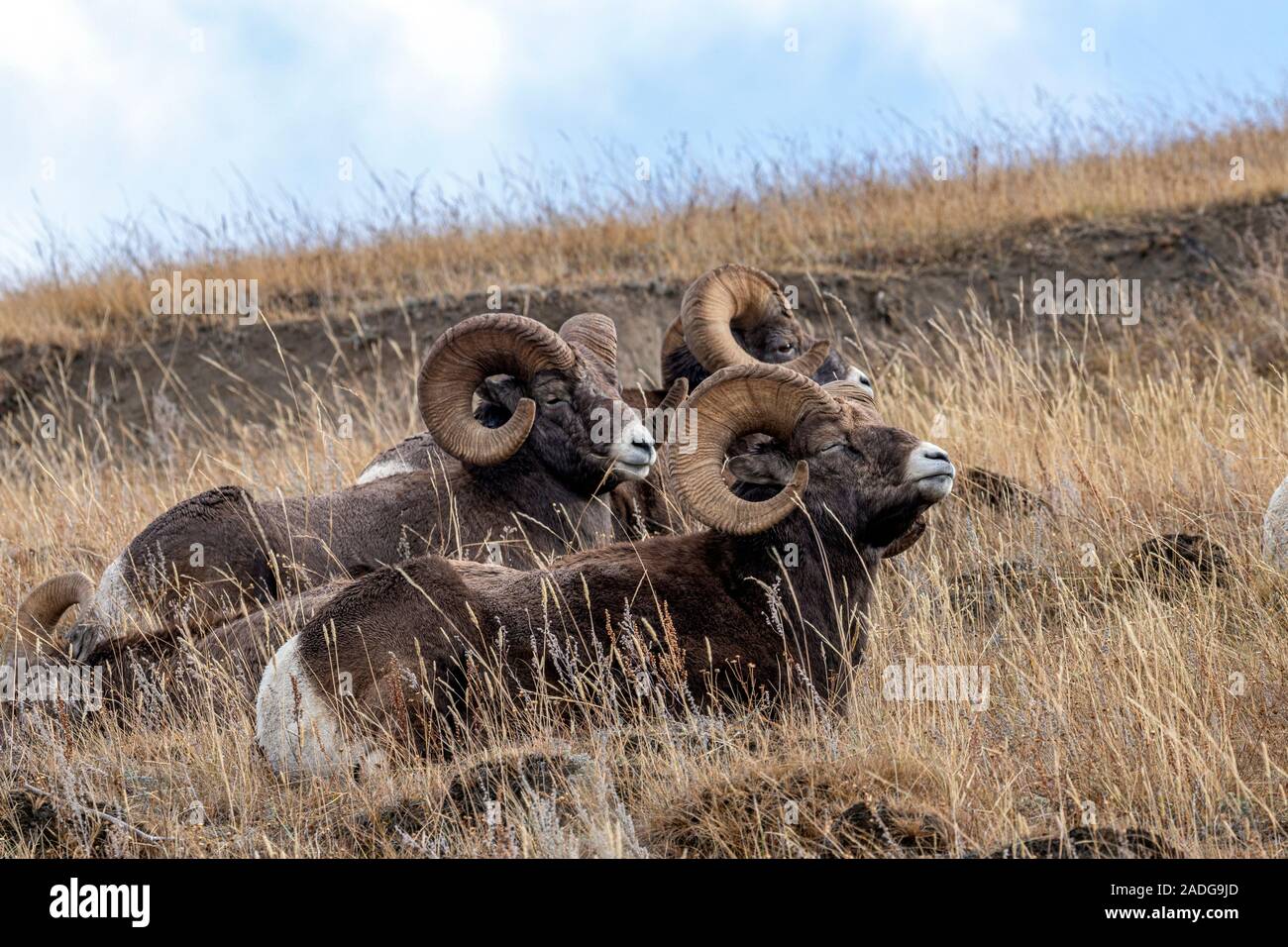 Bighorn sheep from Canada Stock Photo - Alamy