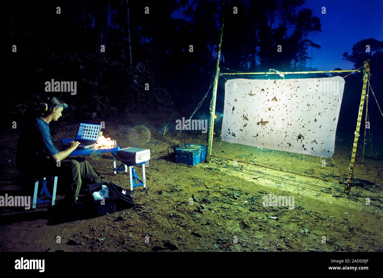 Collecting insects. Researcher in a tropical rain forest capturing ...