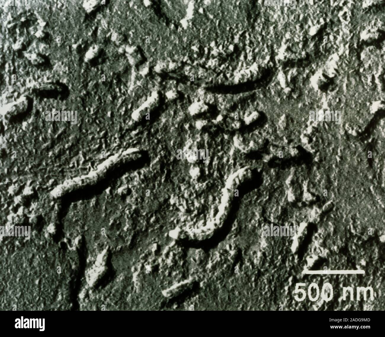 Evidence for life on Mars. Transmission electron micrograph of tube ...