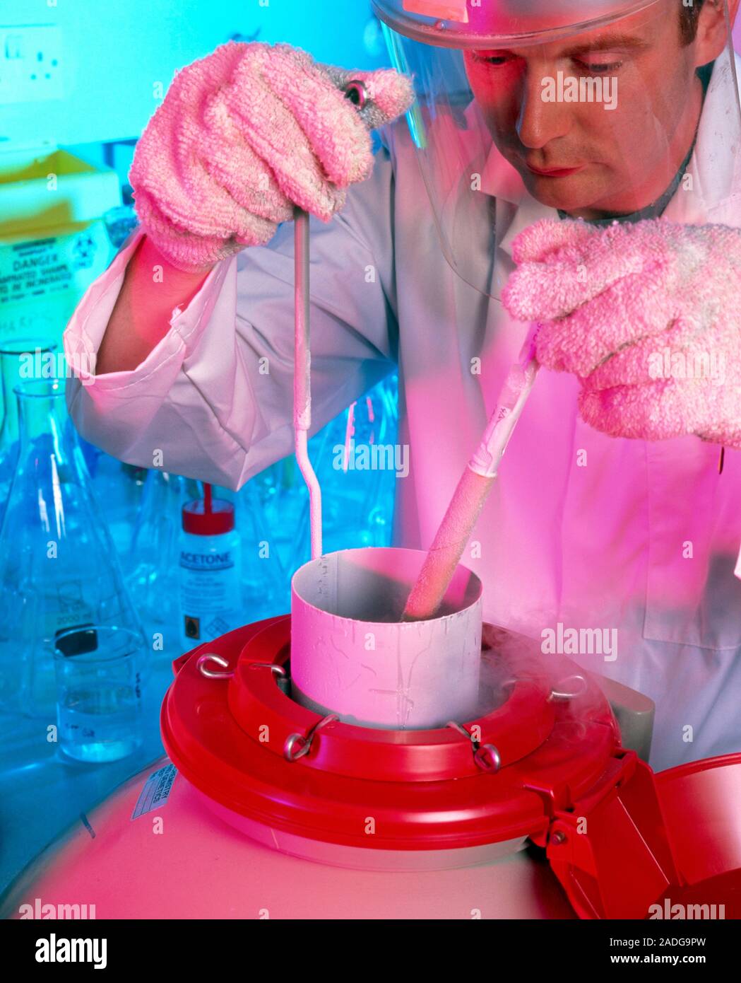 Cell storage. A technician handles tubes of monoclonal antibody ...