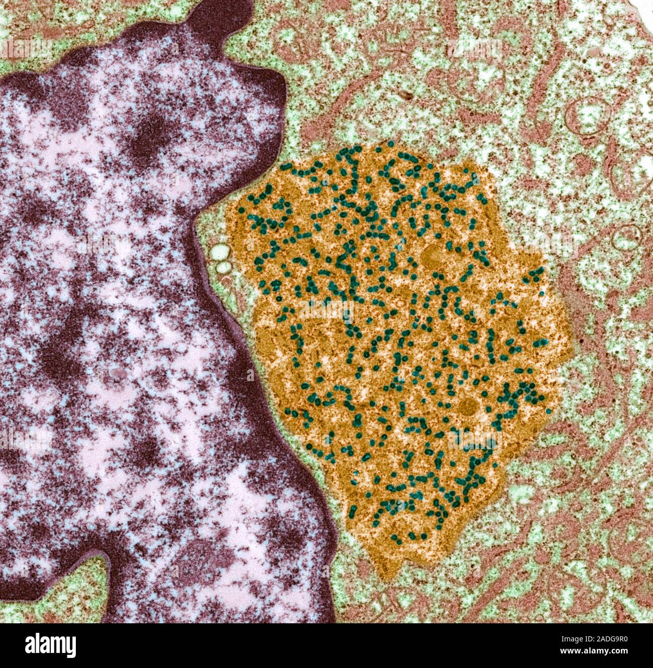 Hybridoma cell, coloured transmission electron micrograph (TEM). This ...