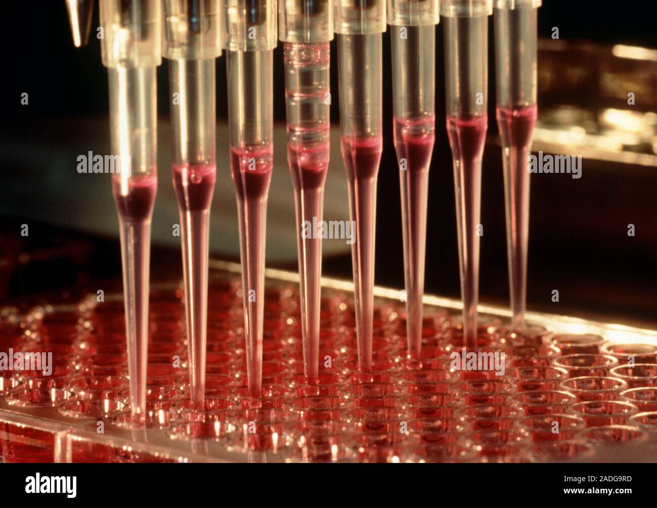 Immunotherapy for cancer: an autmomated machine adds nutrient medium to ...