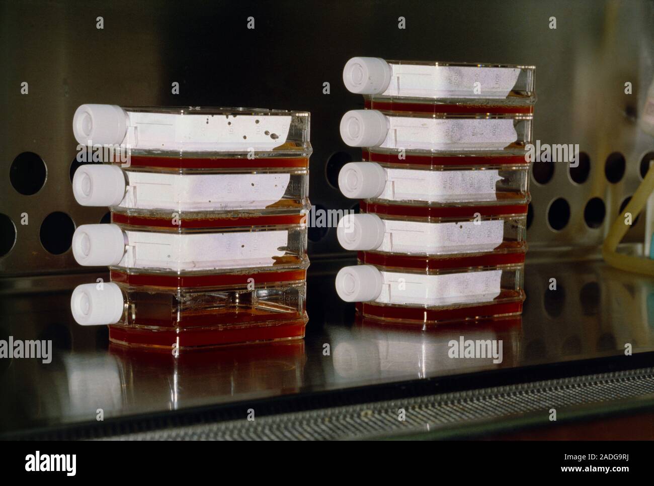 Stacks of tissue culture flasks containing cultured cells grown from ...