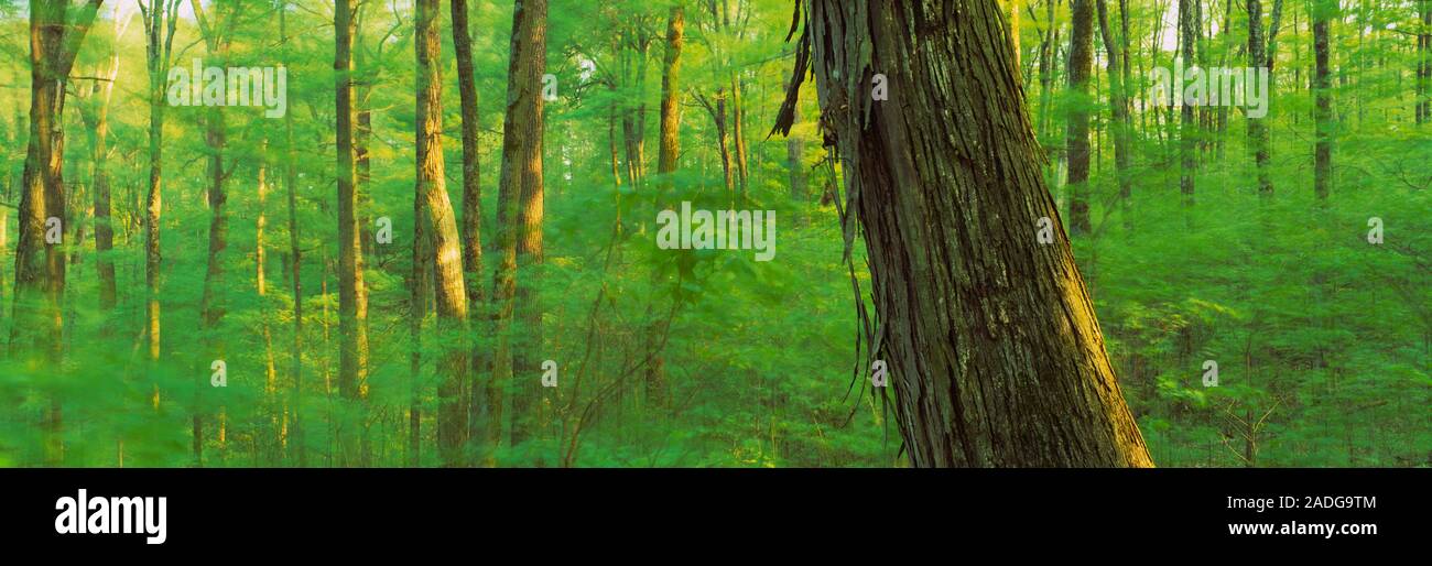 Trees in a forest, Hoosier National Forest, Indiana, USA Stock Photo ...