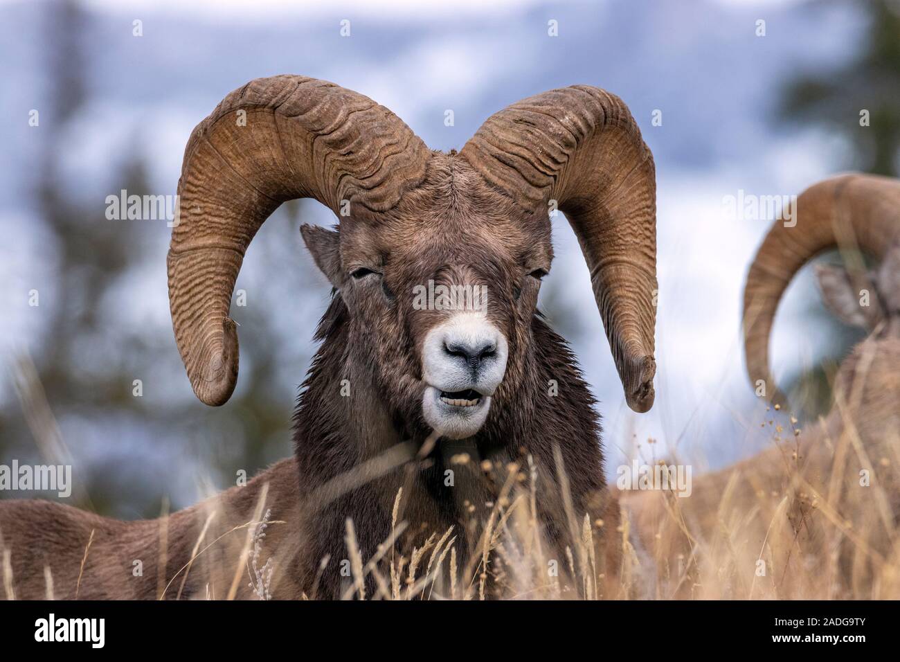 Bighorn sheep from Canada Stock Photo - Alamy