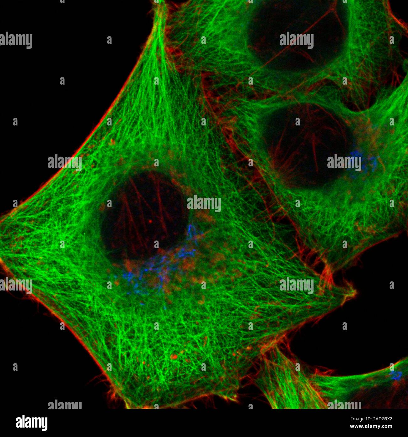 Cell structure. Confocal light micrograph of tissue culture cells ...