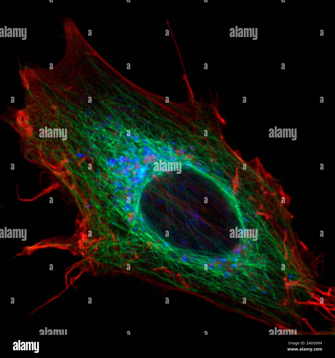 Cell structure. Confocal light micrograph of tissue culture cell ...