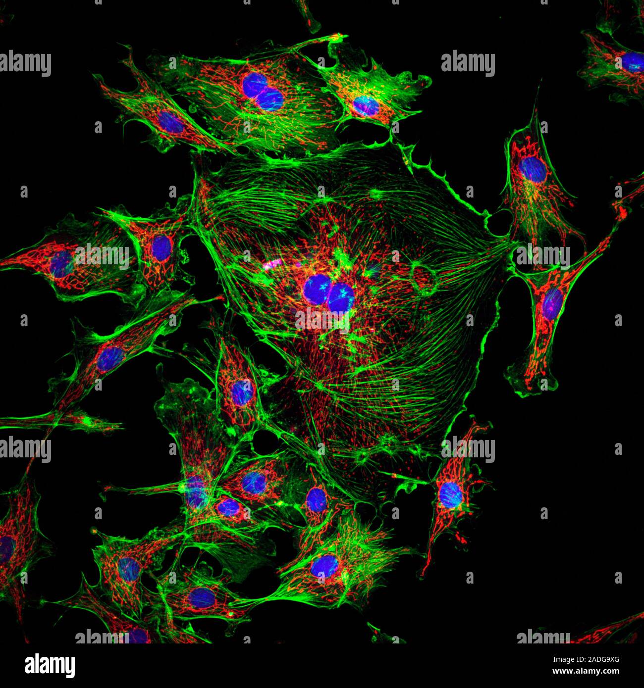 Cell structure. Confocal light micrograph of cultured endothelial cells ...