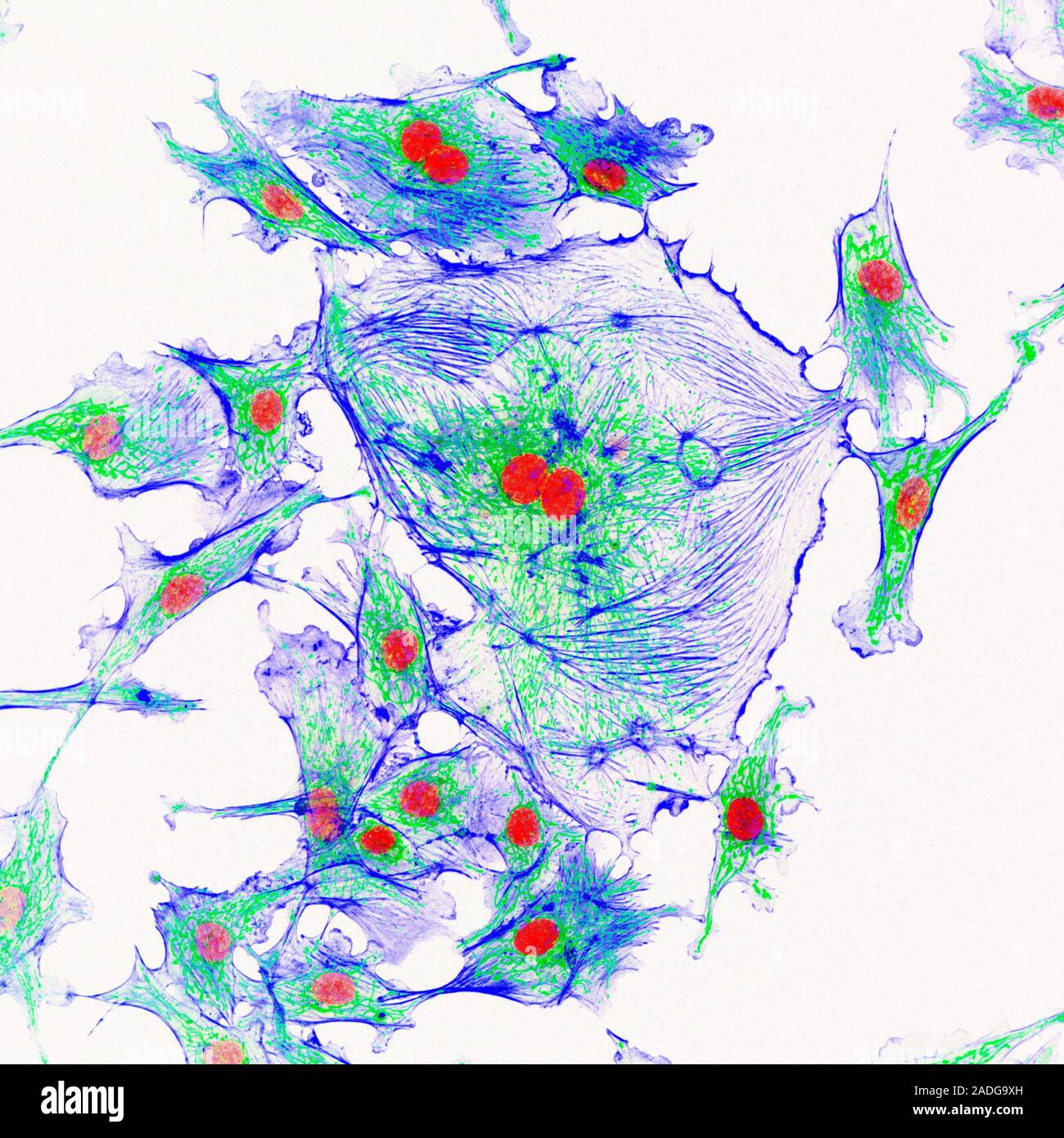 Cell structure. Confocal light micrograph of cultured endothelial cells ...