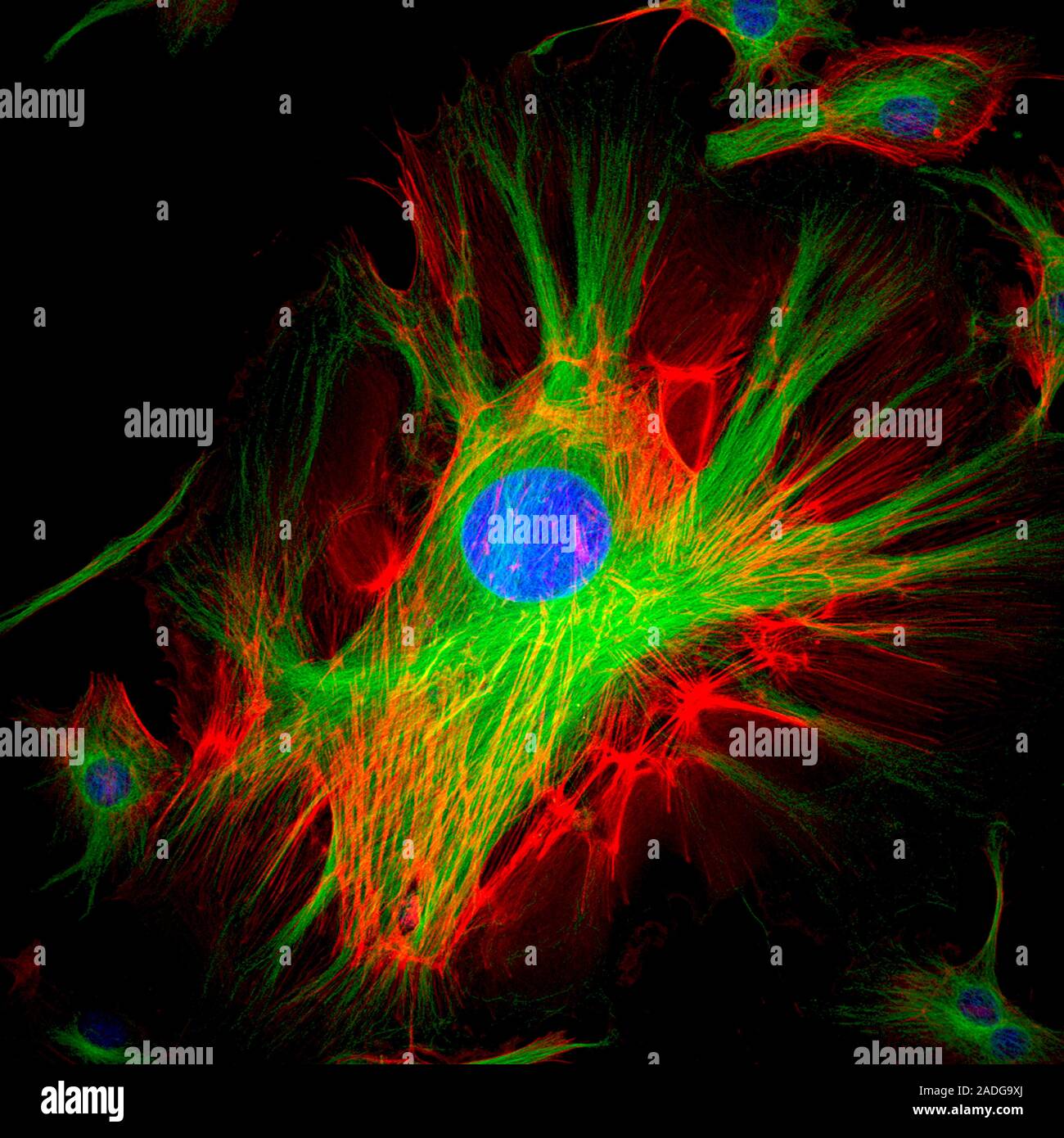 Cell structure. Confocal light micrograph of cultured endothelial cells ...
