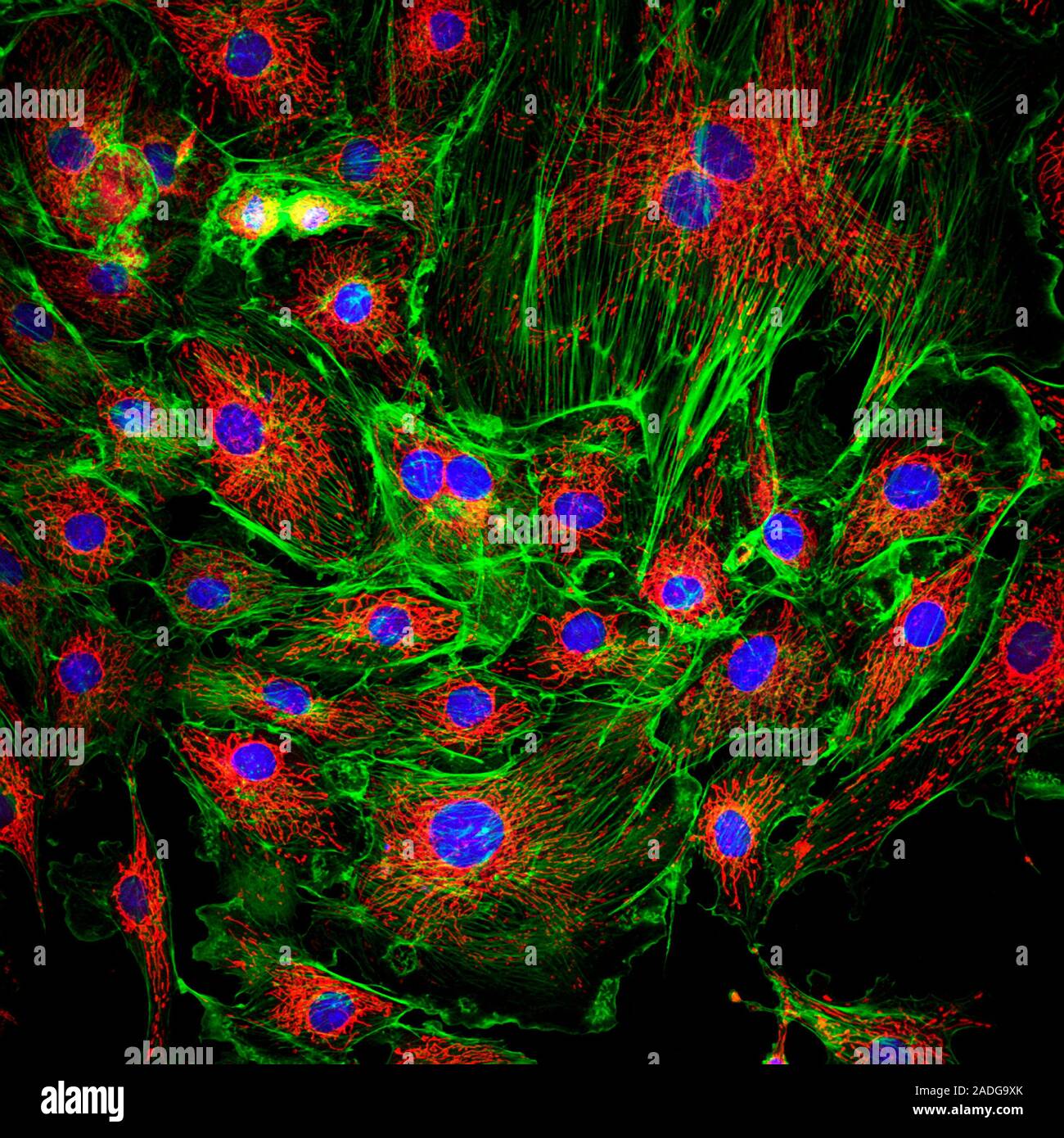 Cell structure. Confocal light micrograph of cultured endothelial cells ...