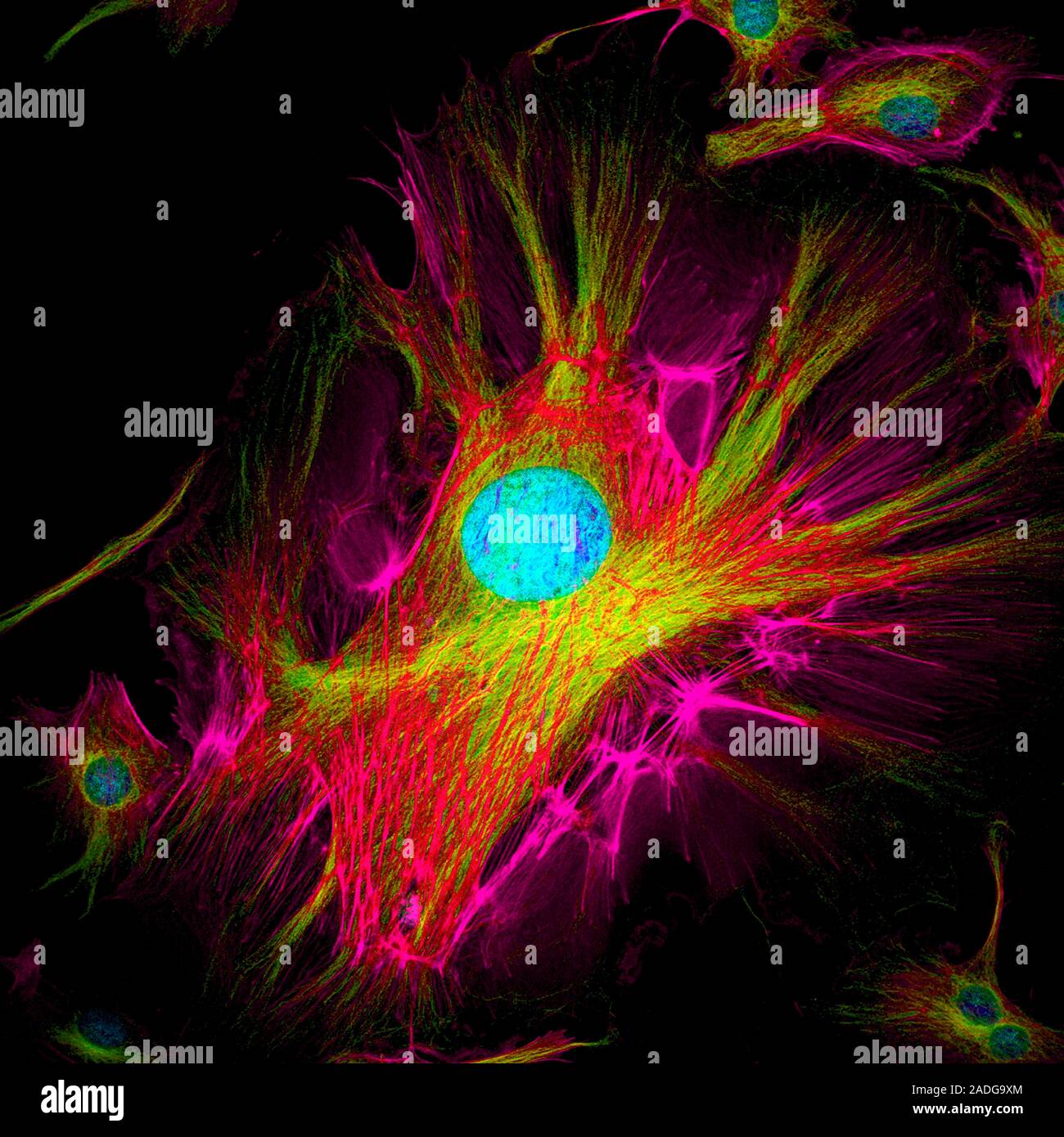 Cell structure. Confocal light micrograph of cultured endothelial cells ...