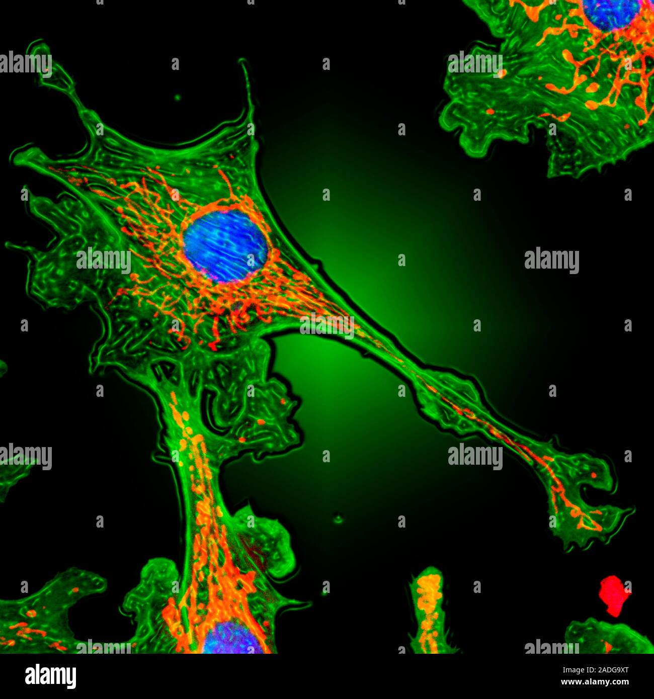 Cell structure. Confocal light micrograph of cultured endothelial cells ...