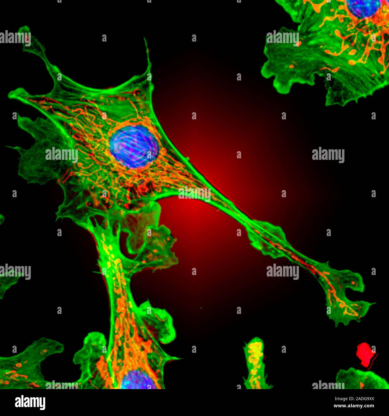 Cell structure. Confocal light micrograph of cultured endothelial cells ...