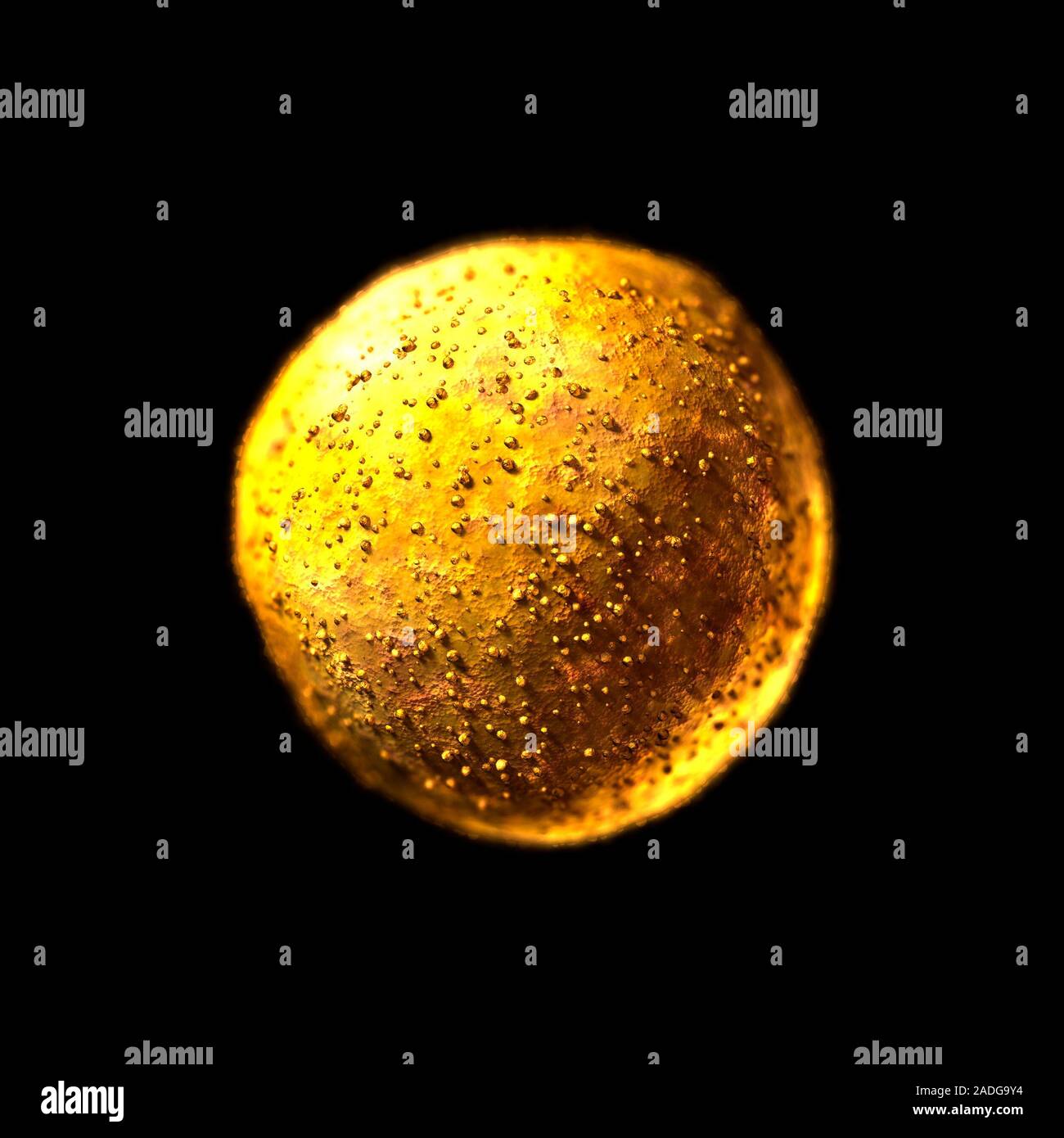 Stem cell, computer artwork. Known as precusor cells, stem cells ...