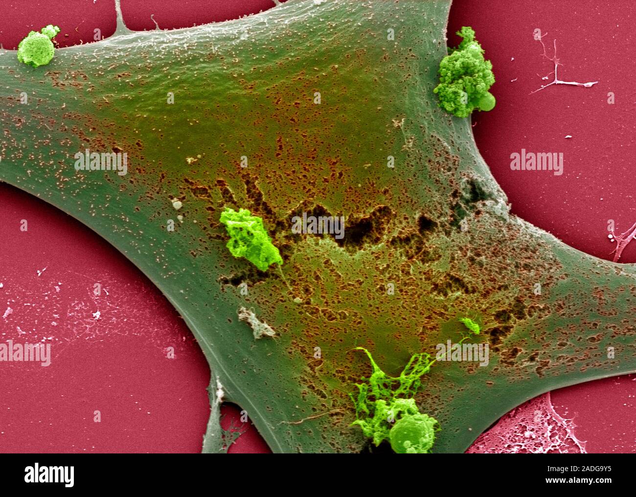 Feeder cell. Coloured scanning electron micrograph (SEM) of a feeder ...