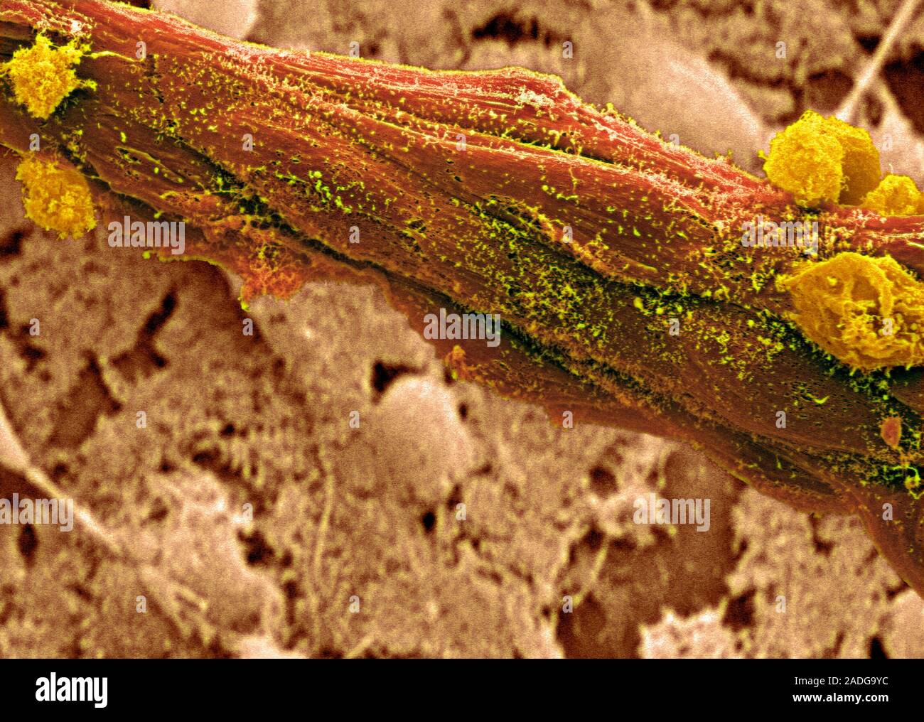 Stem cells. Coloured scanning electron micrograph (SEM) of groups of ...