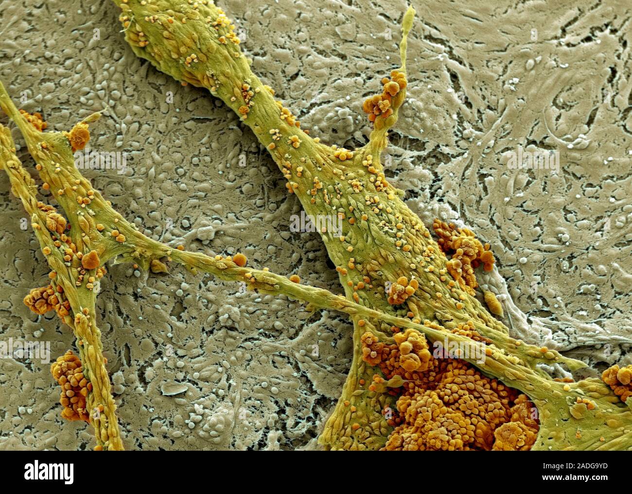 Stem cells. Coloured scanning electron micrograph (SEM) of groups of ...