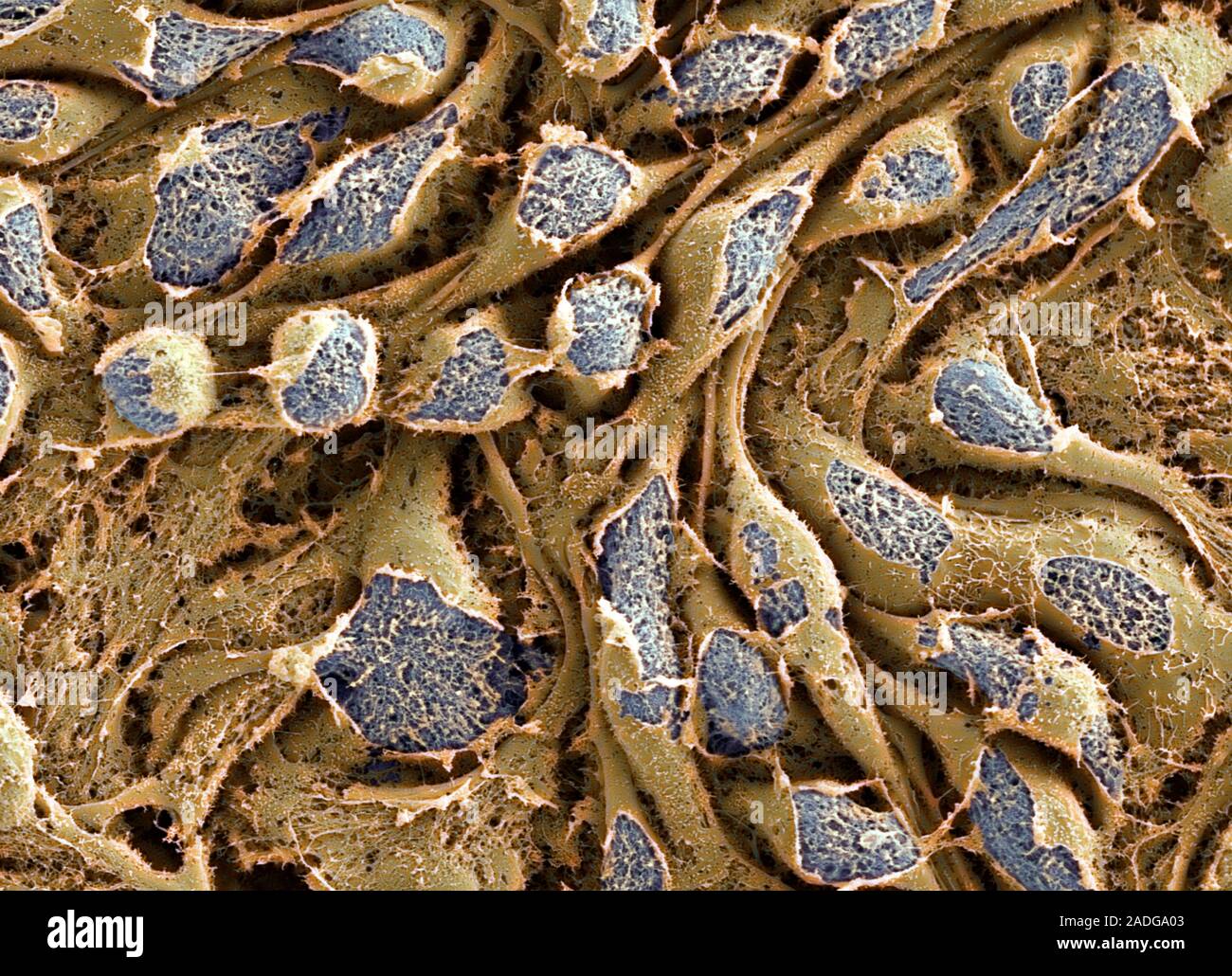 Stem cells. Coloured scanning electron micrograph (SEM) of groups of ...