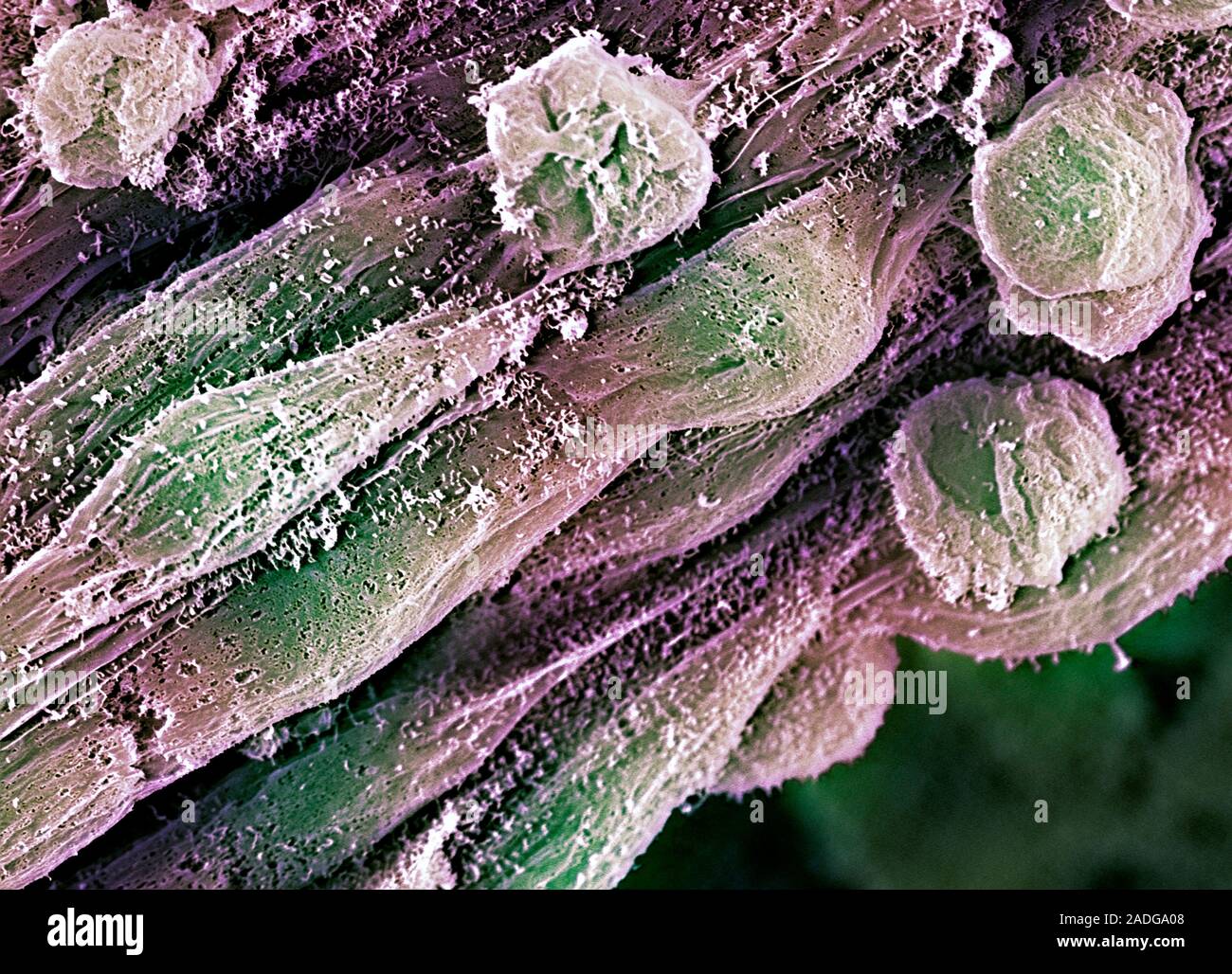 Stem cells. Coloured scanning electron micrograph (SEM) of groups of ...