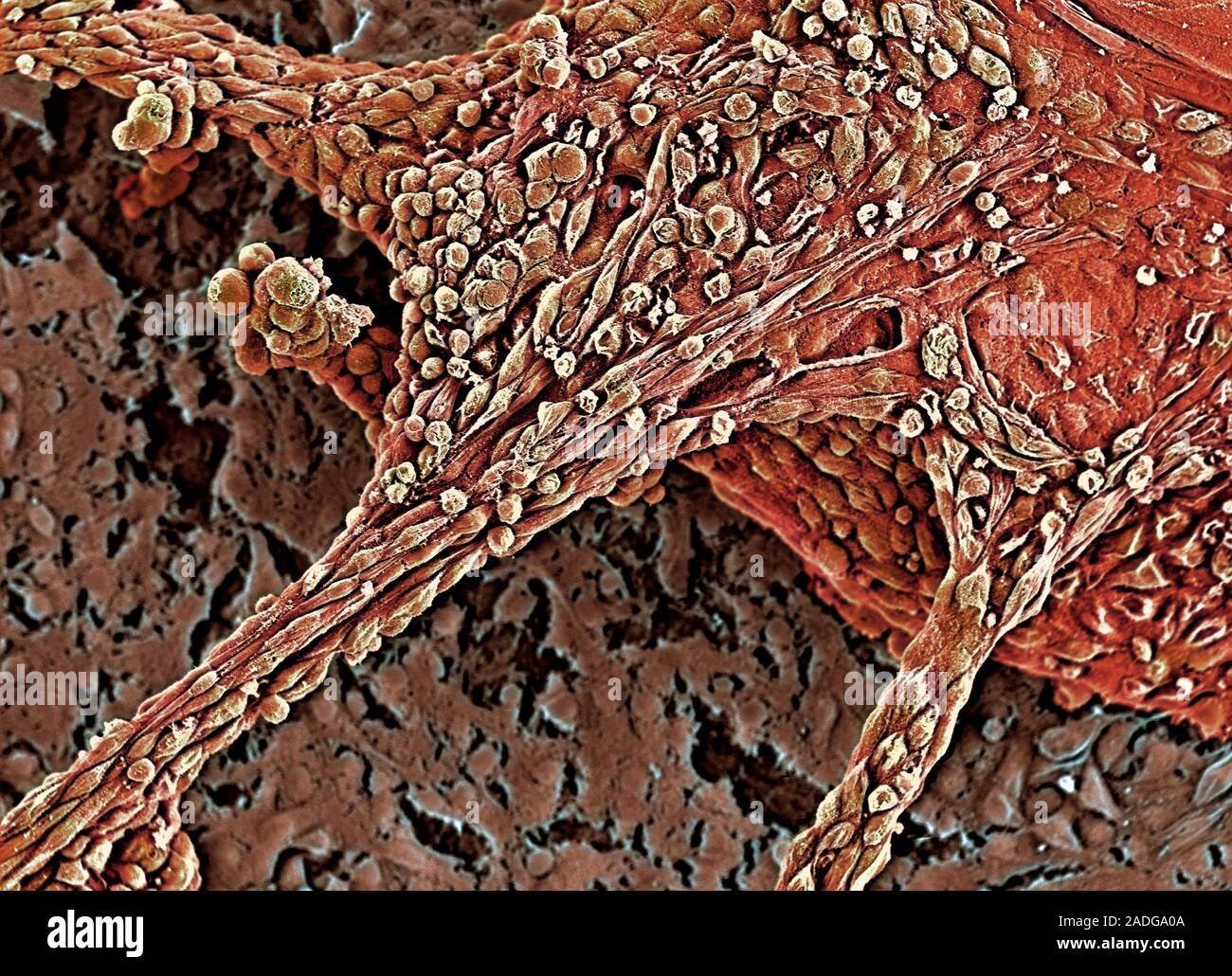 Stem cells. Coloured scanning electron micrograph (SEM) of groups of ...