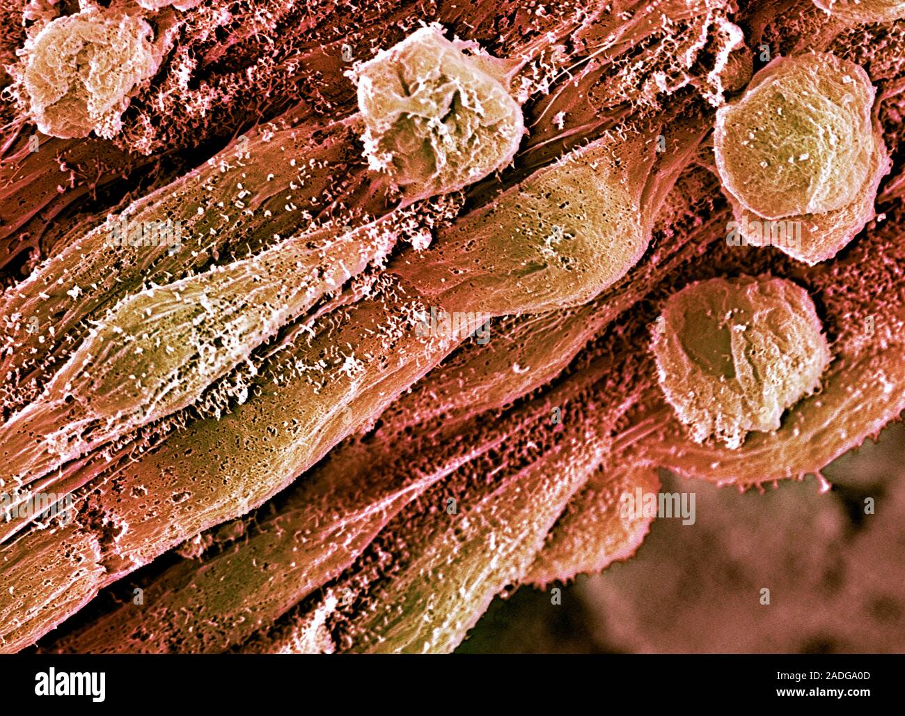 Stem cells. Coloured scanning electron micrograph (SEM) of groups of ...