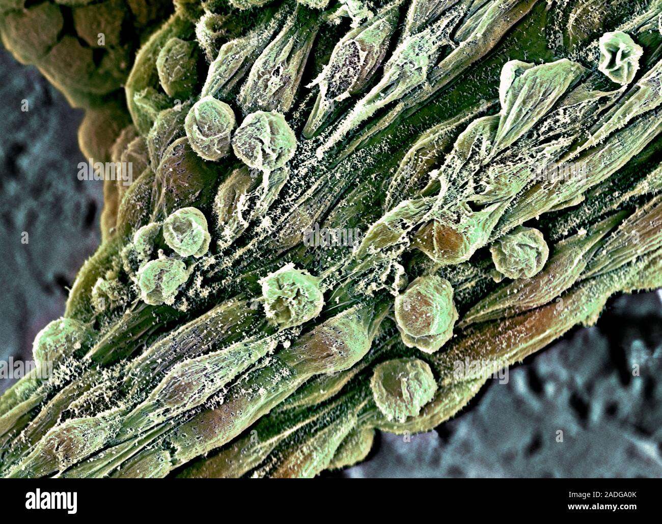 Stem cells. Coloured scanning electron micrograph (SEM) of groups of ...