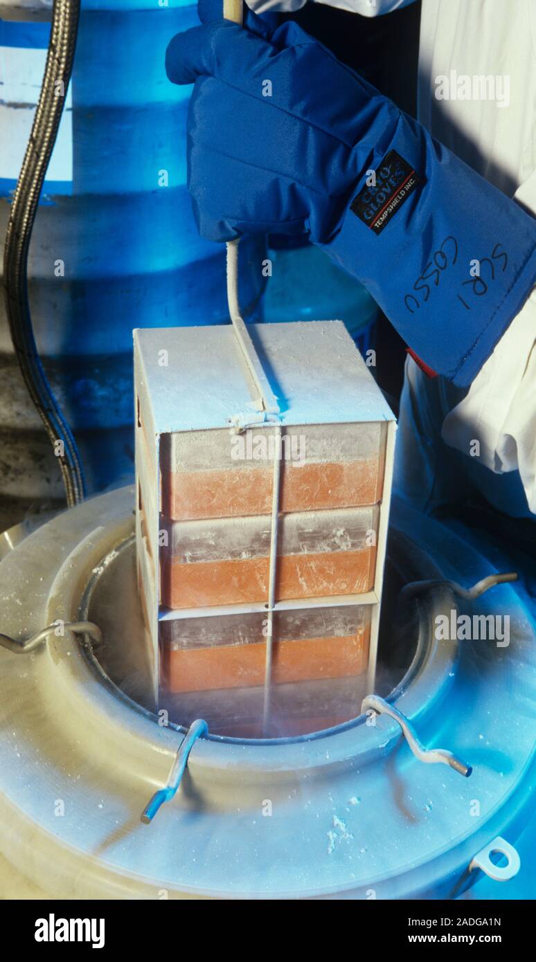 Stem cell storage. Researcher removing boxes containing stem cells from ...