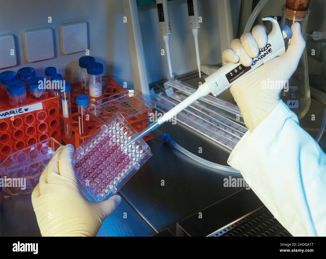 Stem cell research. Technician pipetting samples from a stem cell ...