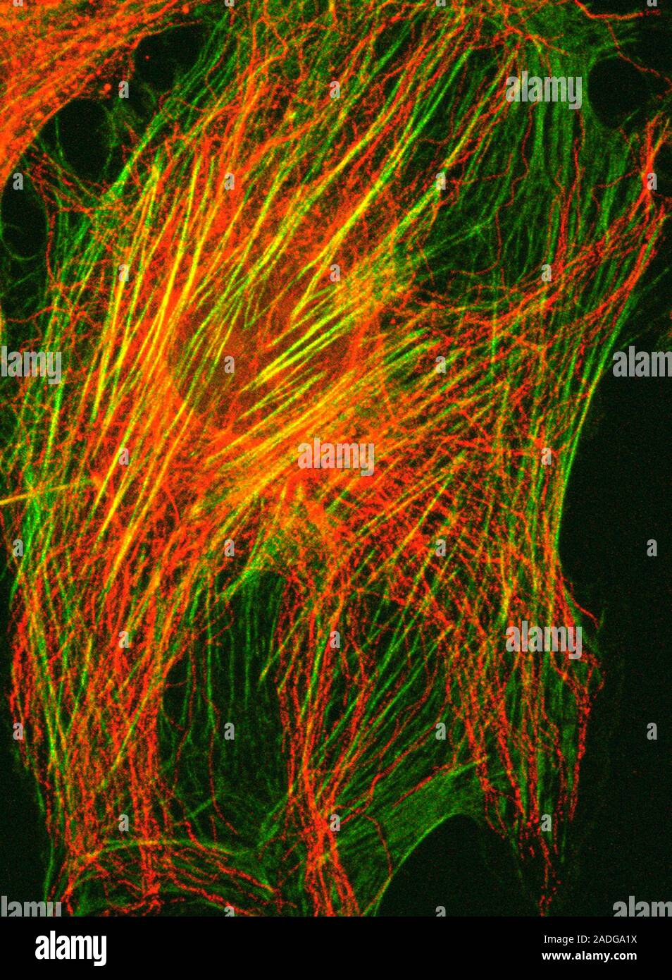 Mouse fibroblast cell. Confocal light micrograph of a 3T3 mouse ...
